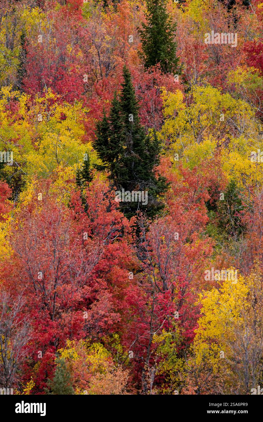 USA, Idaho. St. Charles along Green Canyon Road with hillside blazing ...