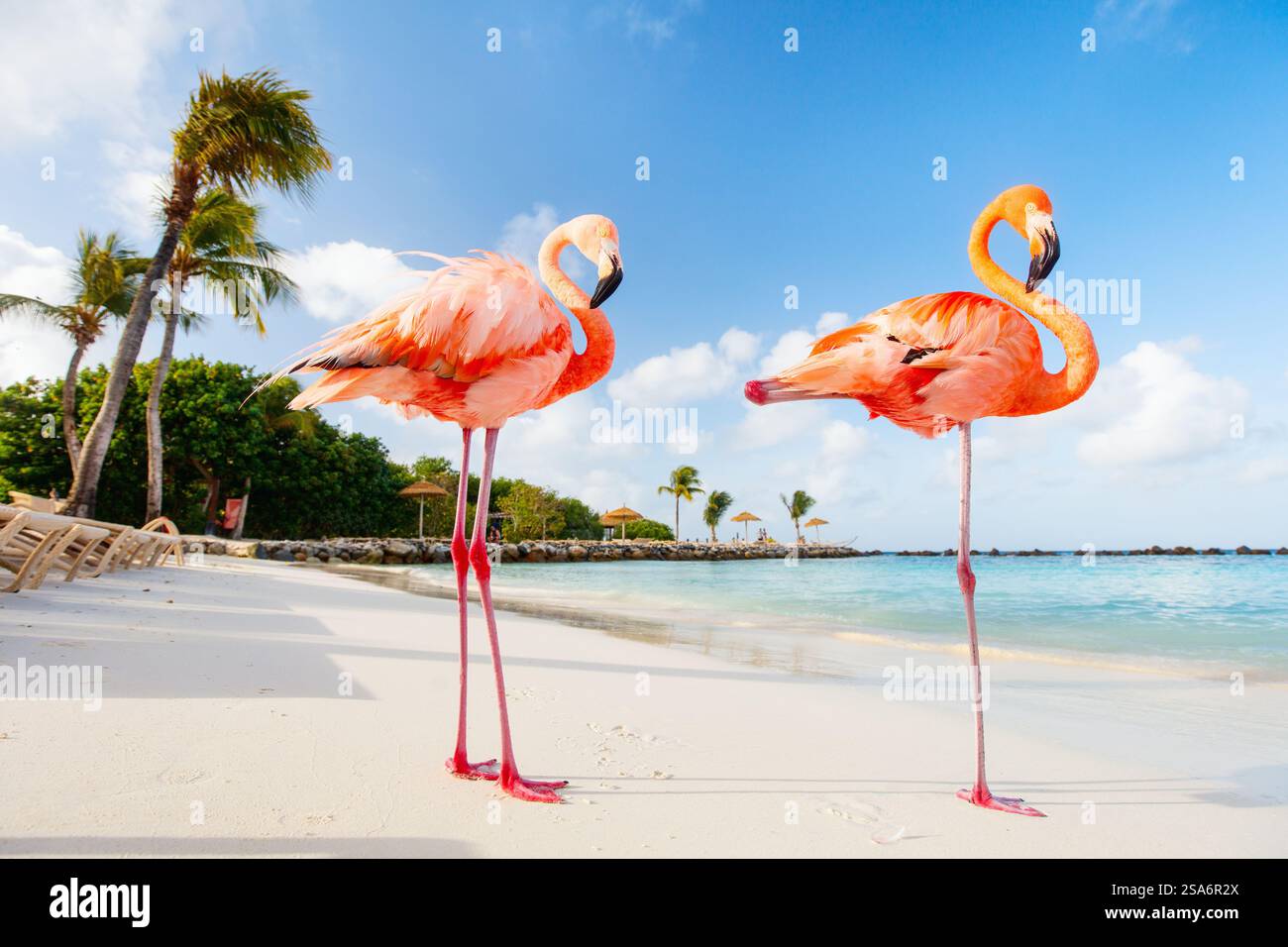 Pink flamingos at beach in Aruba Stock Photo - Alamy
