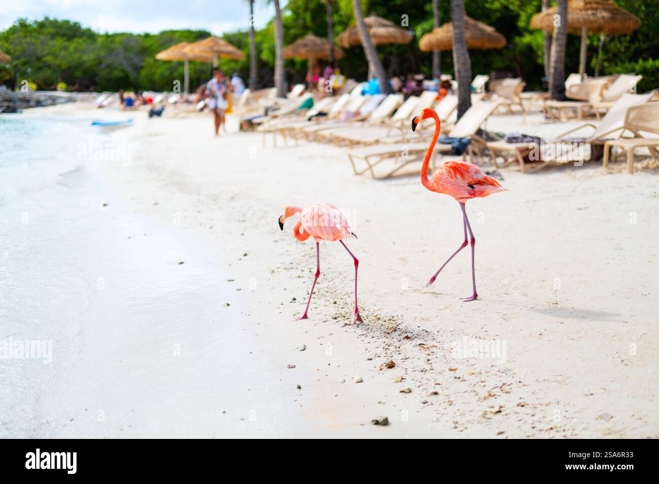 Pink flamingos at beach in Aruba Stock Photo - Alamy