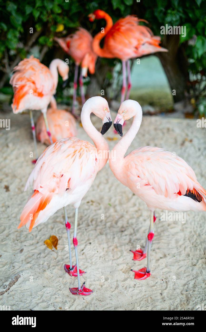 Pink flamingos at beach in Aruba Stock Photo - Alamy