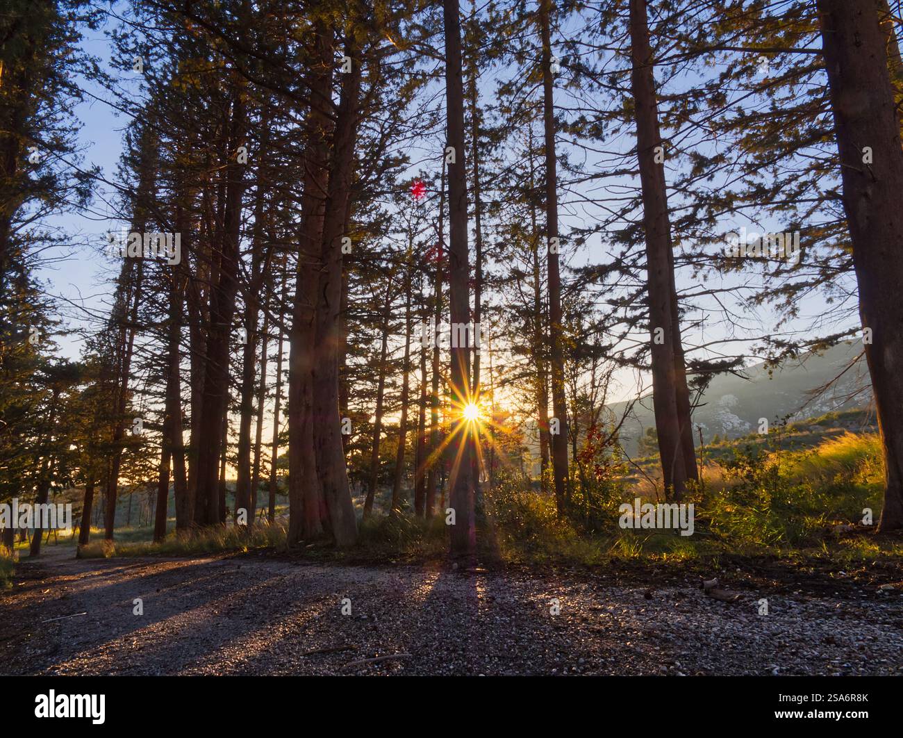 Sunlight bursts through tall pine trees in forest, casting long shadows ...
