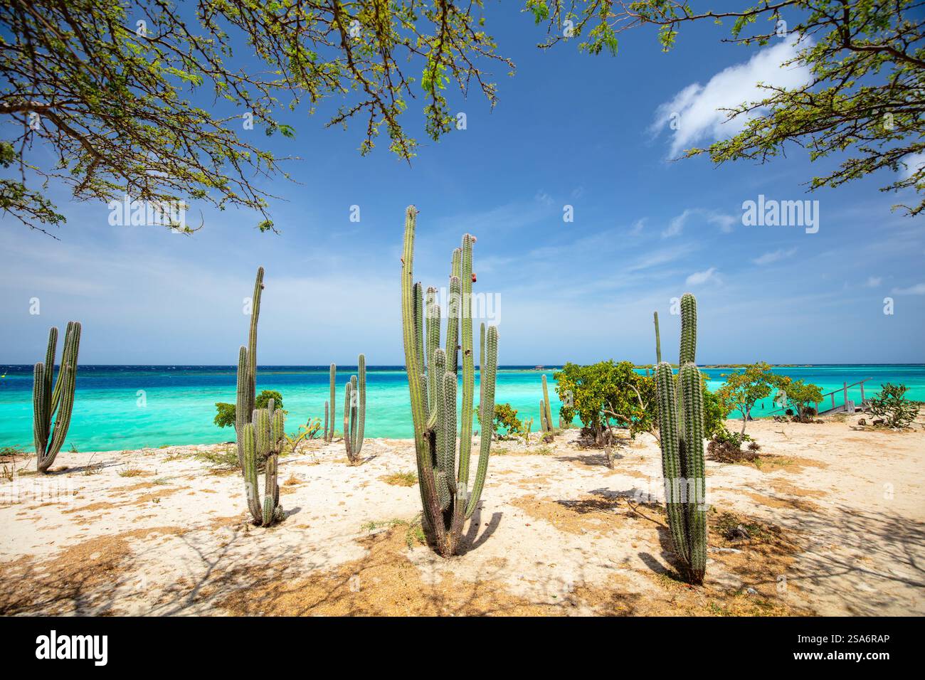 Idyllic tropical Mangel Halto beach with cacti and turquoise ocean ...