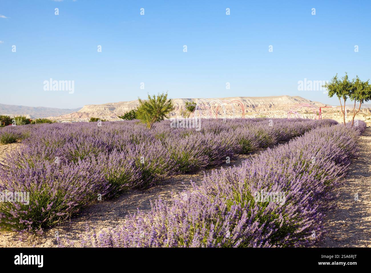 Landscape of lavender field in Cappadocia Turkey Stock Photo - Alamy
