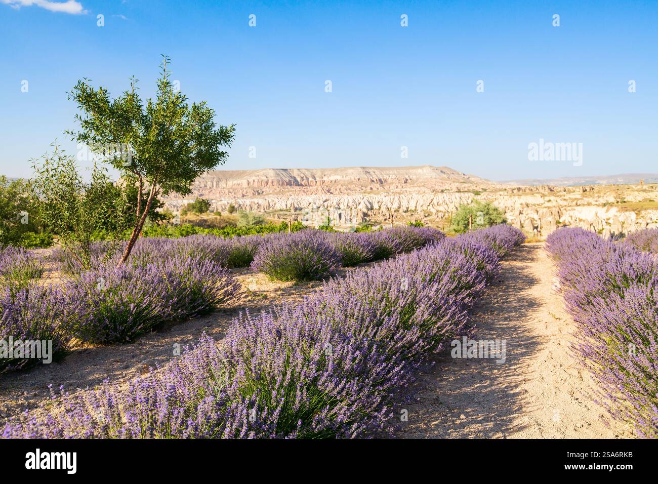Landscape of lavender field in Cappadocia Turkey Stock Photo - Alamy