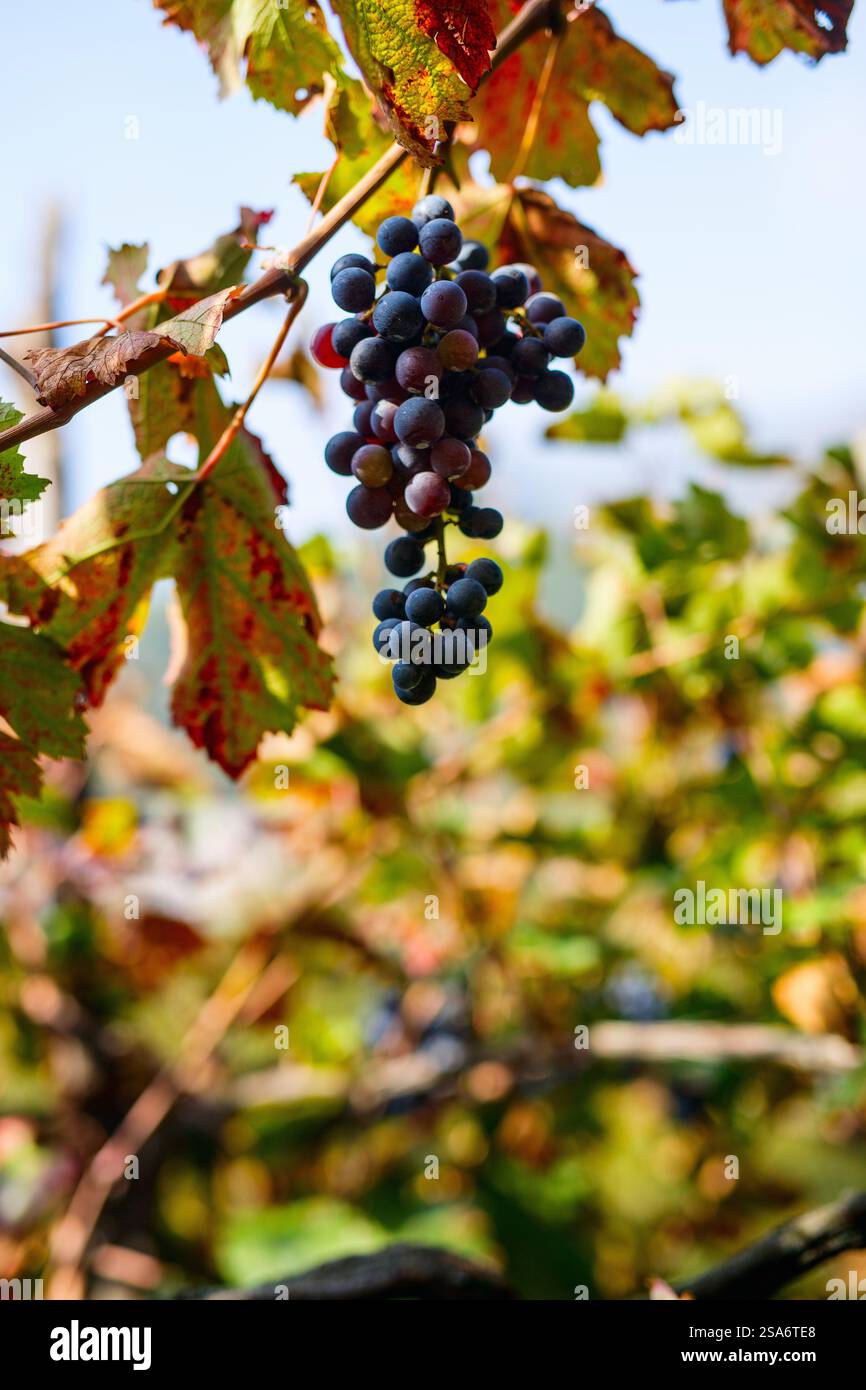 Ripe red grape branch in vineyard Stock Photo - Alamy