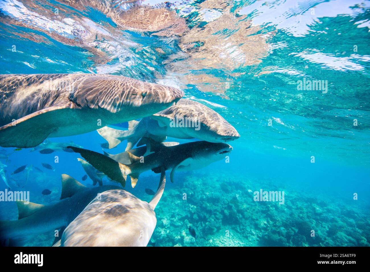 Underwater photo of nurse sharks swimming in a clear tropical water in ...