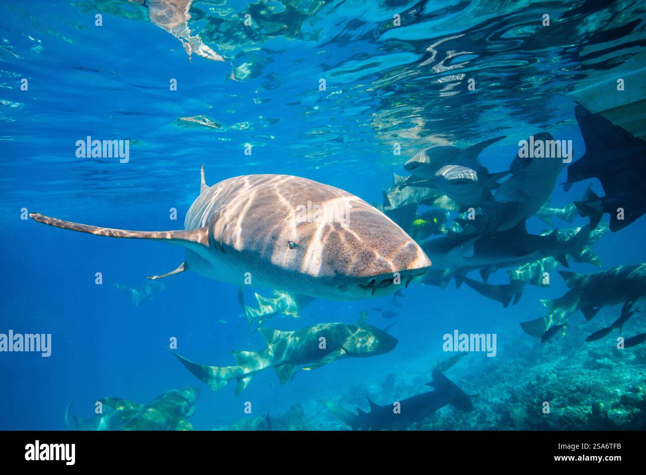 Underwater photo of nurse sharks swimming in a clear tropical water in ...