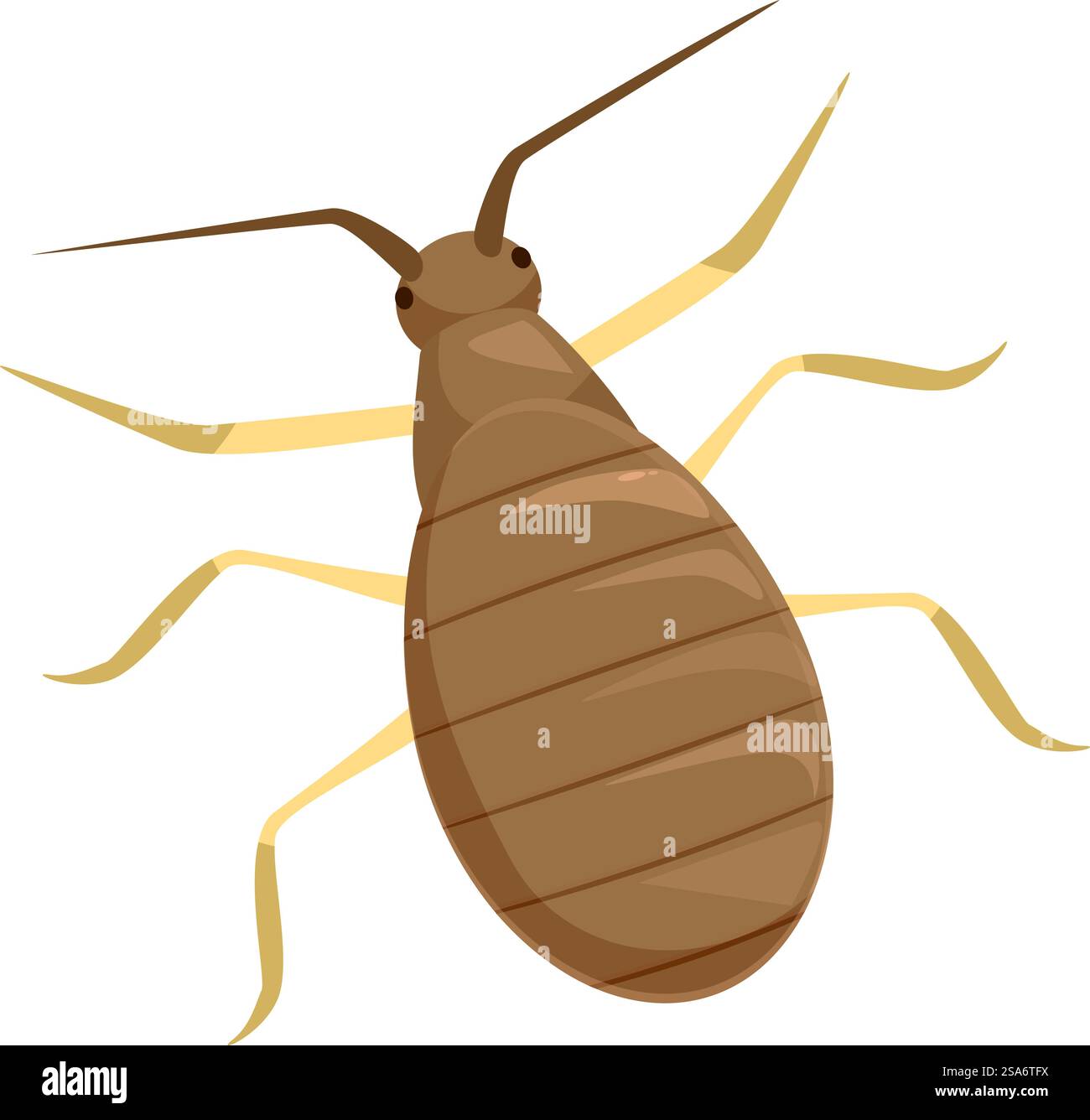 Brown bed bug with striped back and long antennae crawling. Brown bed ...