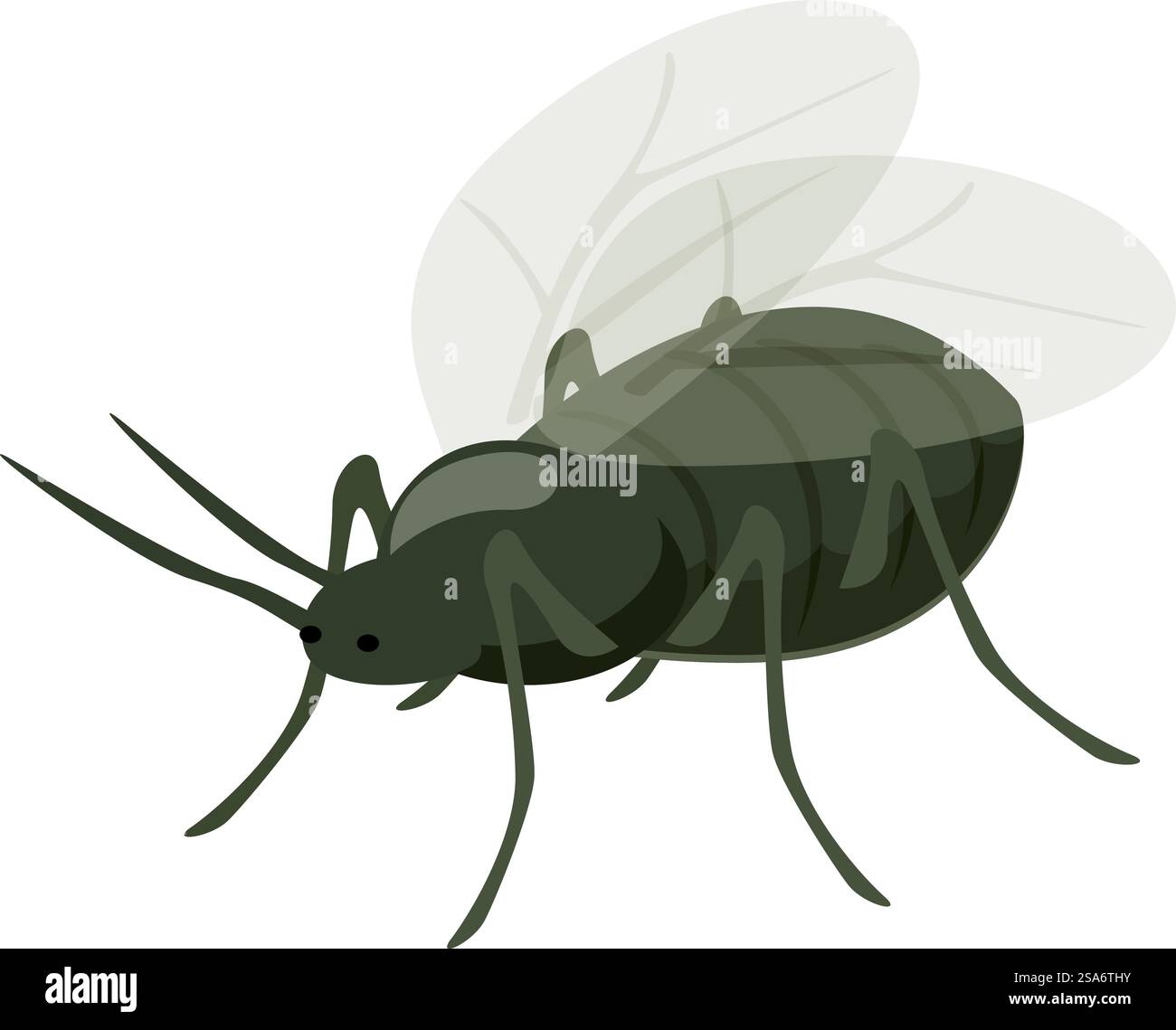 Aphid insect is spreading its wings getting ready to fly. Aphid insect ...