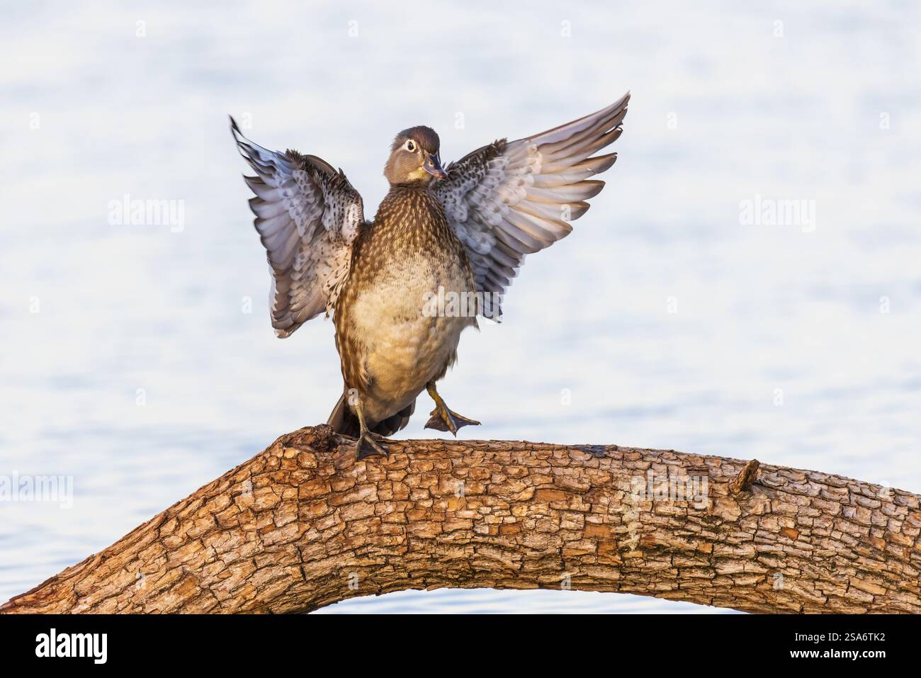 Wood Duck female in wetland flapping wings, Marion County, Illinois ...