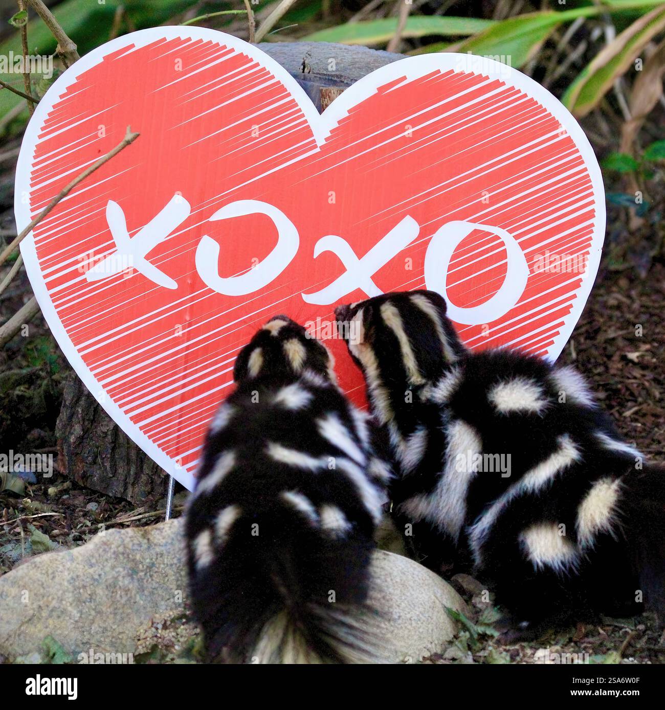 Skunk XOXO: Two skunks facing a red heart with "XOXO," a unique and ...