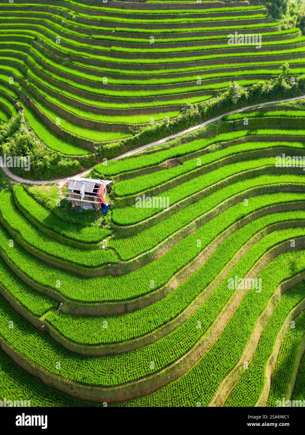 Stunning scenery of rice terraces in northern Vietnam Stock Photo - Alamy