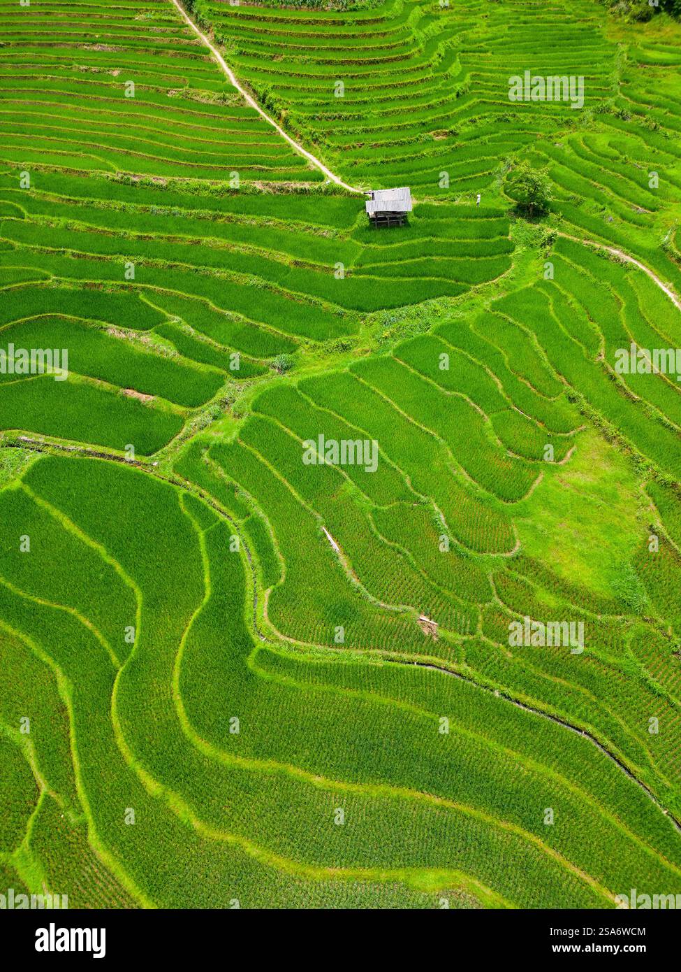 Stunning scenery of rice terraces in northern Vietnam Stock Photo - Alamy