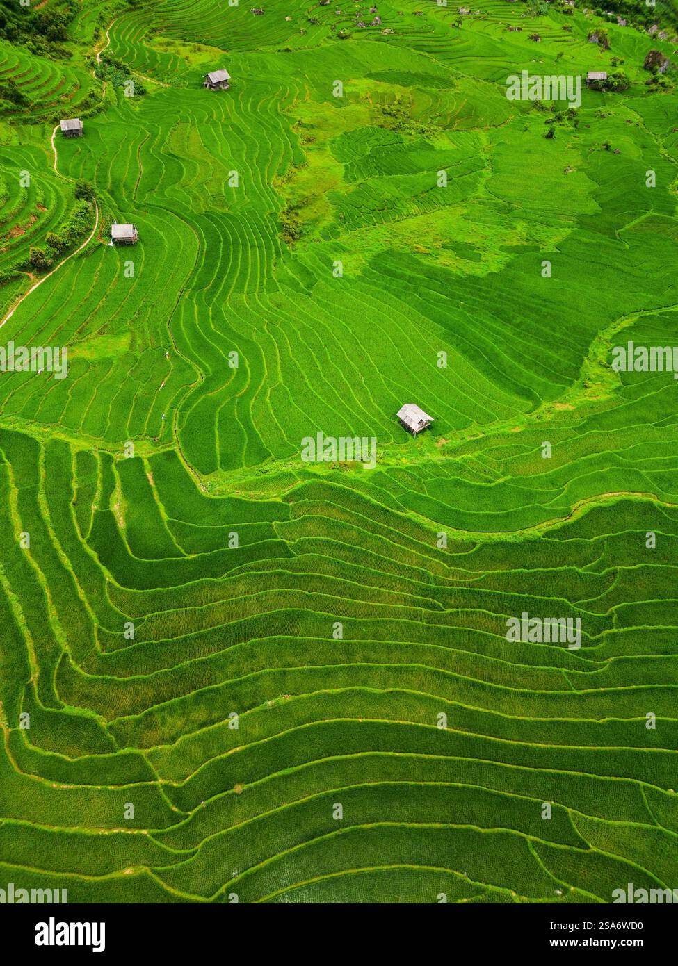 Stunning scenery of rice terraces in northern Vietnam Stock Photo - Alamy