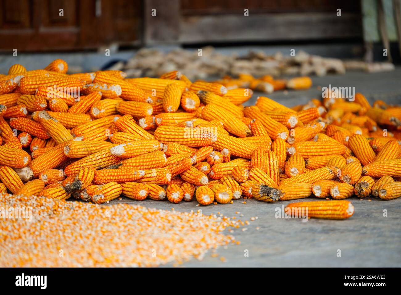 Yellow corn drying outdoors scattered on surface Stock Photo - Alamy