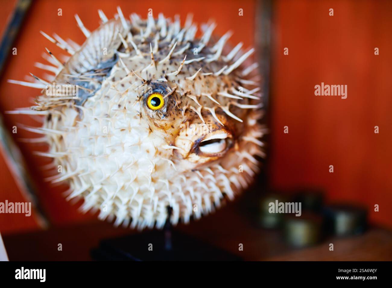 Dried inflated puffer fish decoration Stock Photo - Alamy