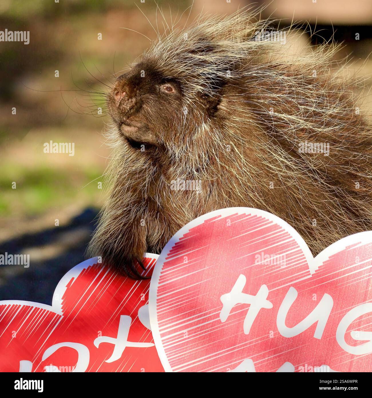 Quirky wildlife photo hi-res stock photography and images - Alamy