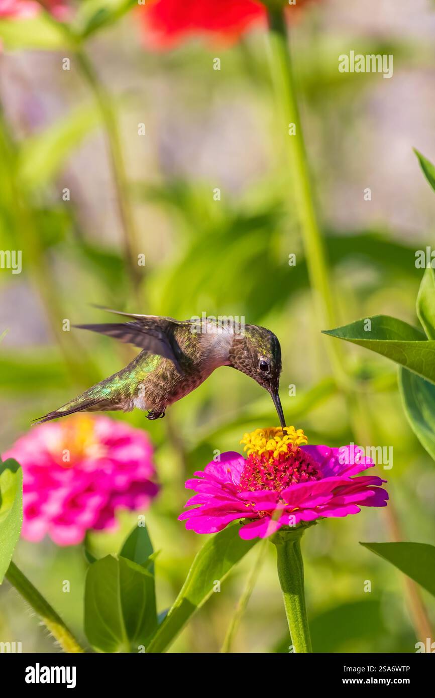Ruby-throated Hummingbird immature feeding on zinnia. Marion County ...
