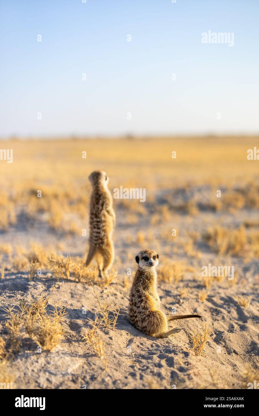 Two meerkats in a dry grassland environment, one sitting and gazing ...