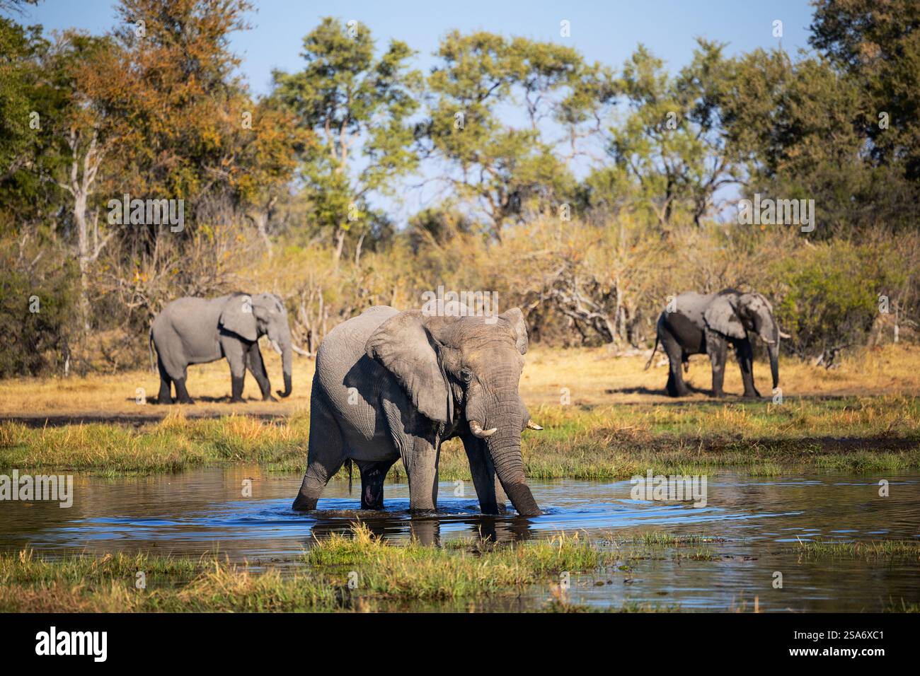 A peaceful scene of elephants at a waterhole surrounded by lush greenery in Botswana, showcasing ...