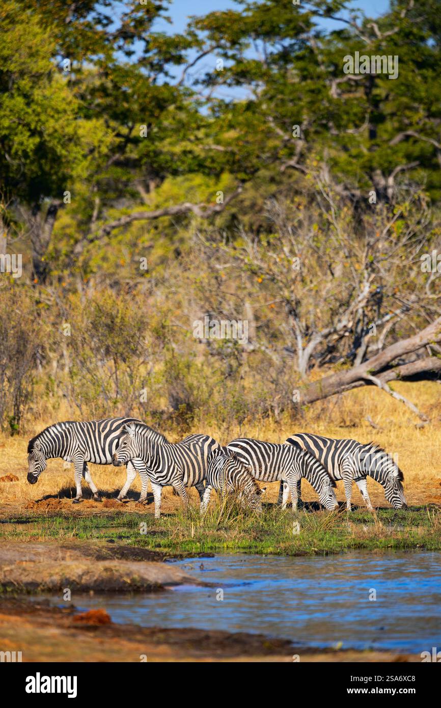 A group of zebras grazing near a water source in a savanna environment ...