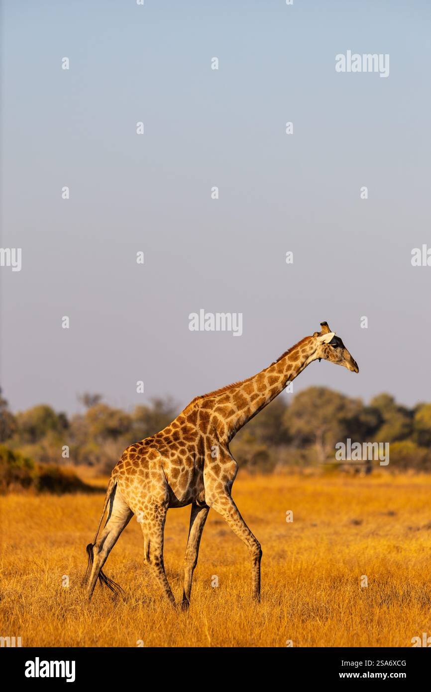 A single giraffe gracefully walking through the golden grasslands of ...