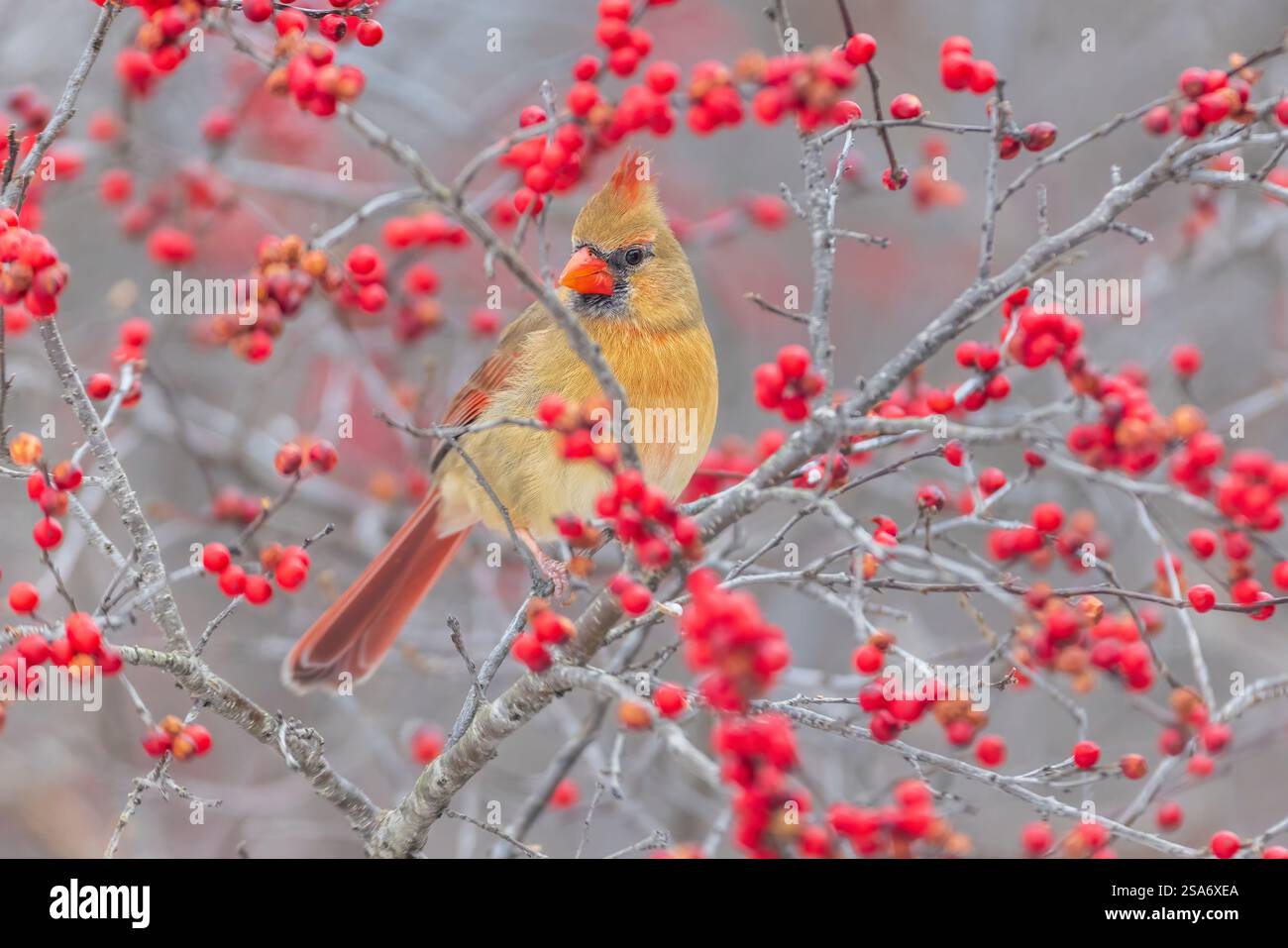 Northern Cardinal female in Winterberry bush, Marion County, Illinois ...