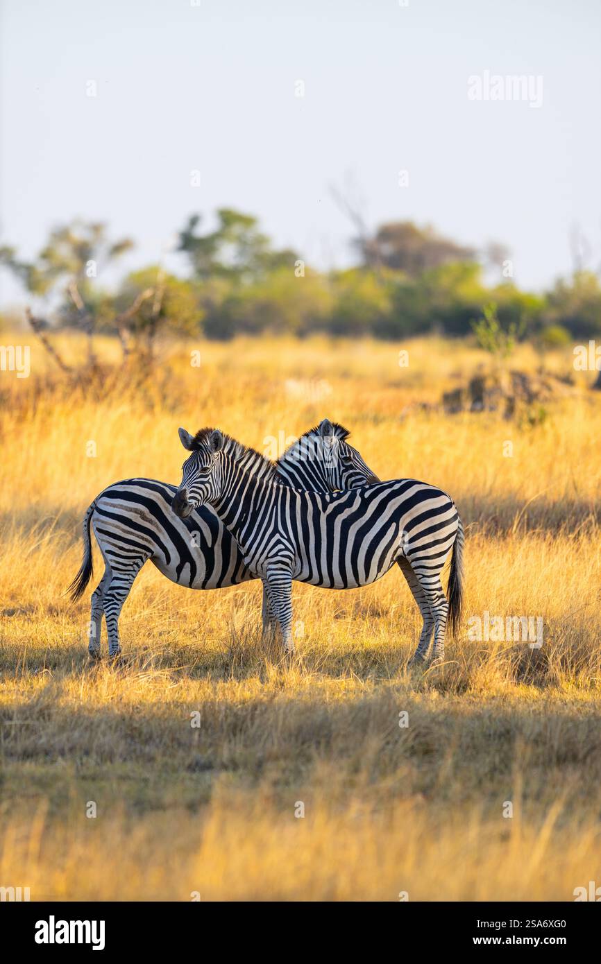 Two zebras stand close together in a golden grassland, their striped ...