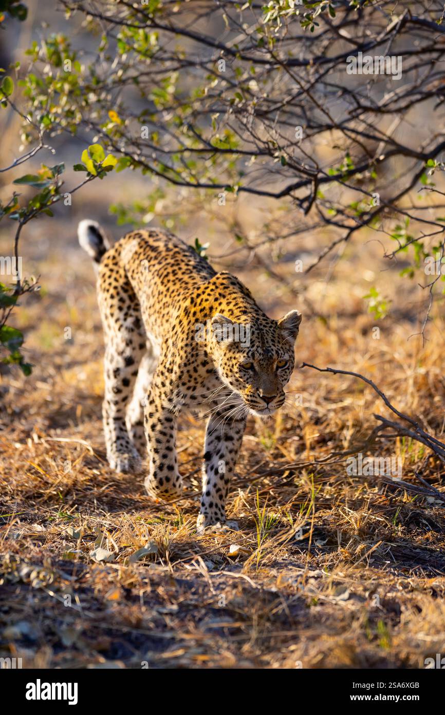 A focused leopard carefully navigates through dry grass and sparse ...