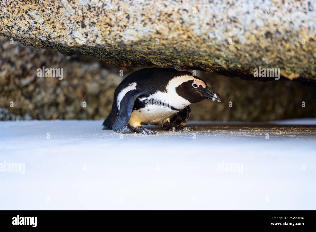 A close-up of a penguin crouching under a rocky overhang, blending with ...