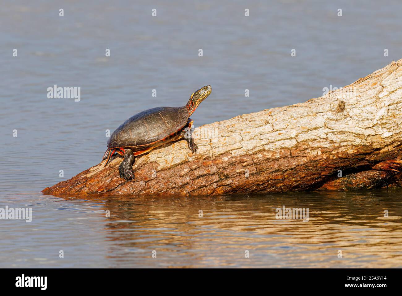 Painted Turtle on log in wetland, Marion County, Illinois Stock Photo ...