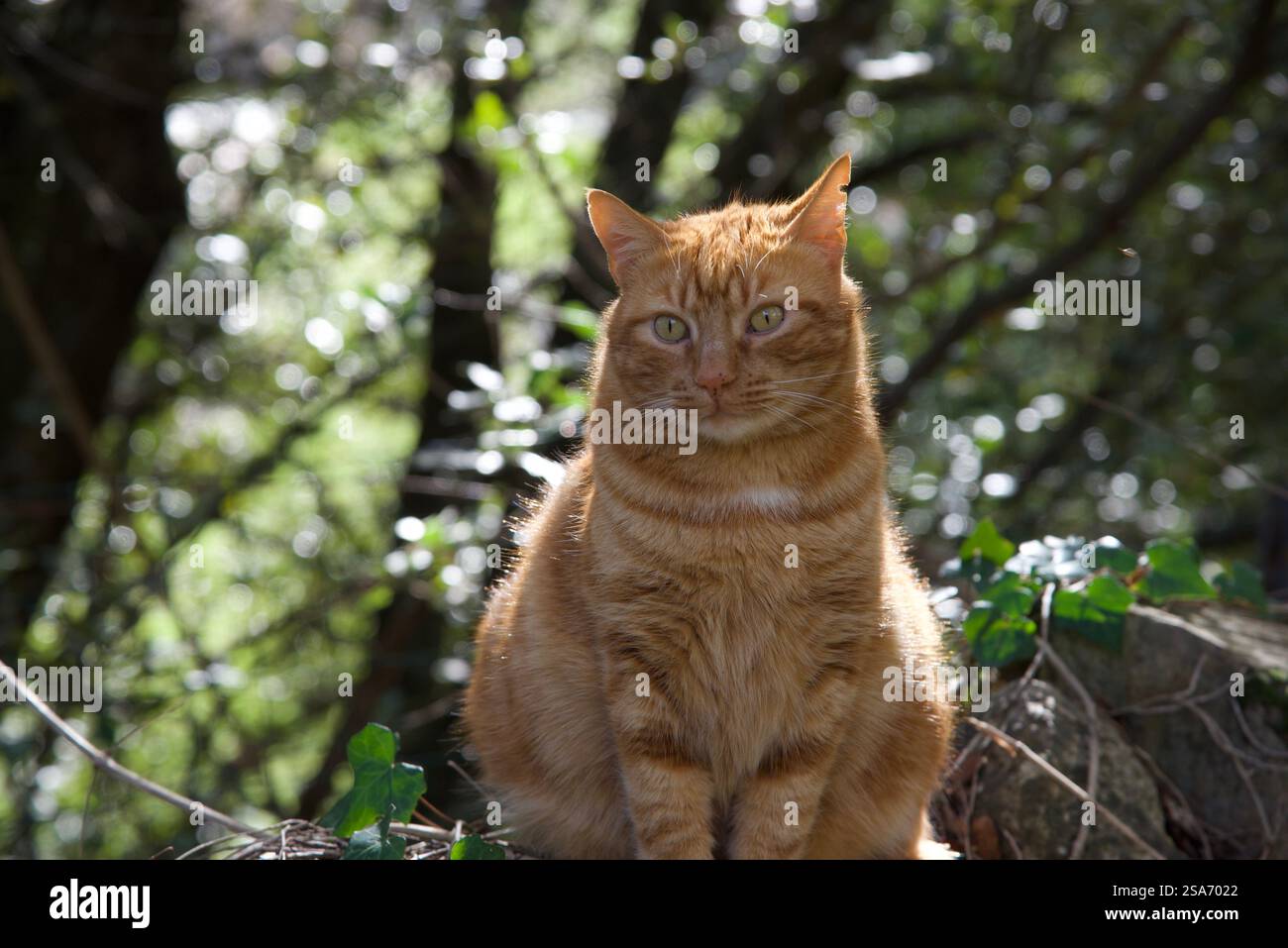 Original Ginger Tabby Cat Stock Photo - Alamy