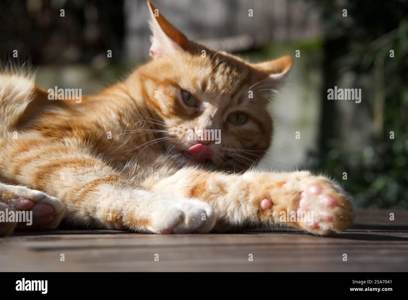 Beautiful young ginger cat hi-res stock photography and images - Alamy