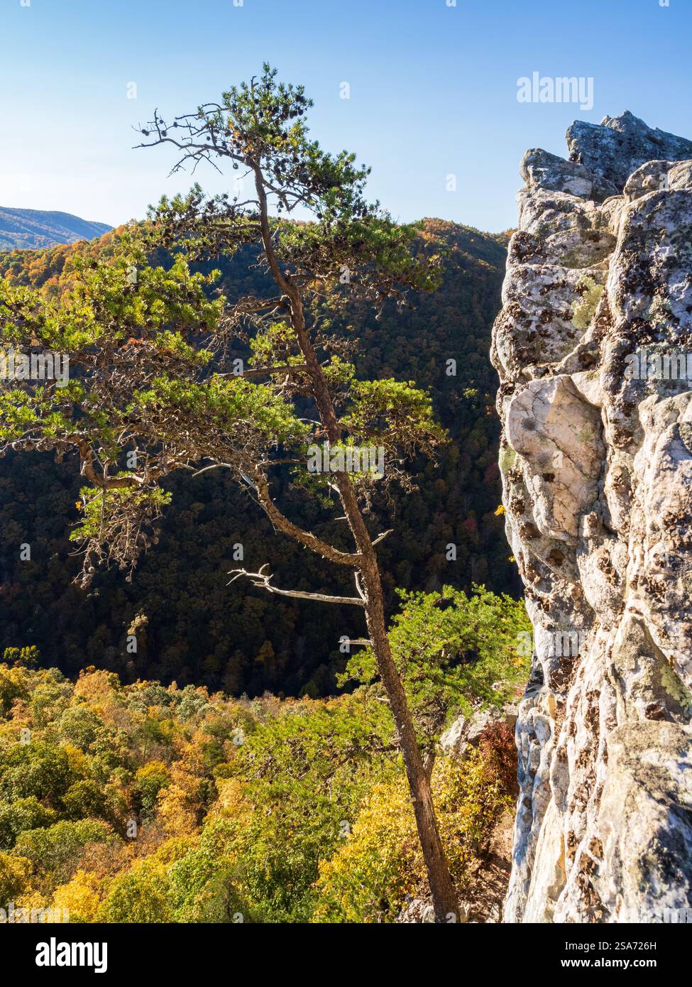 A lone pine tree stands tall at the summit of Seneca Rocks, West ...