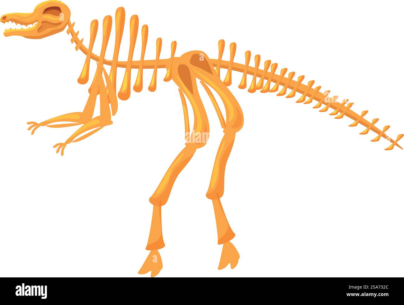Illustration of a dinosaur skeleton standing on two legs. Dinosaur ...