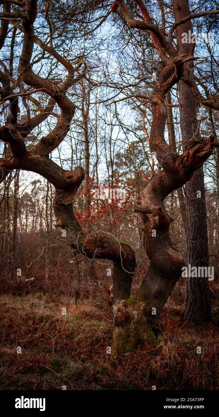 Sunlight playing through a winter forest of trees, Broome Wood ...