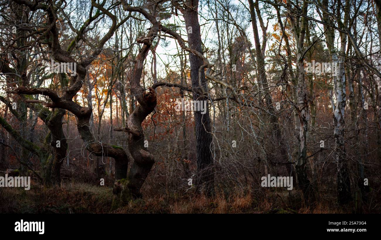 Sunlight playing through a winter forest of trees, Broome Wood ...