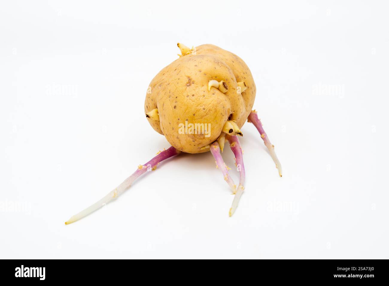 Germinar hojas hi-res stock photography and images - Alamy