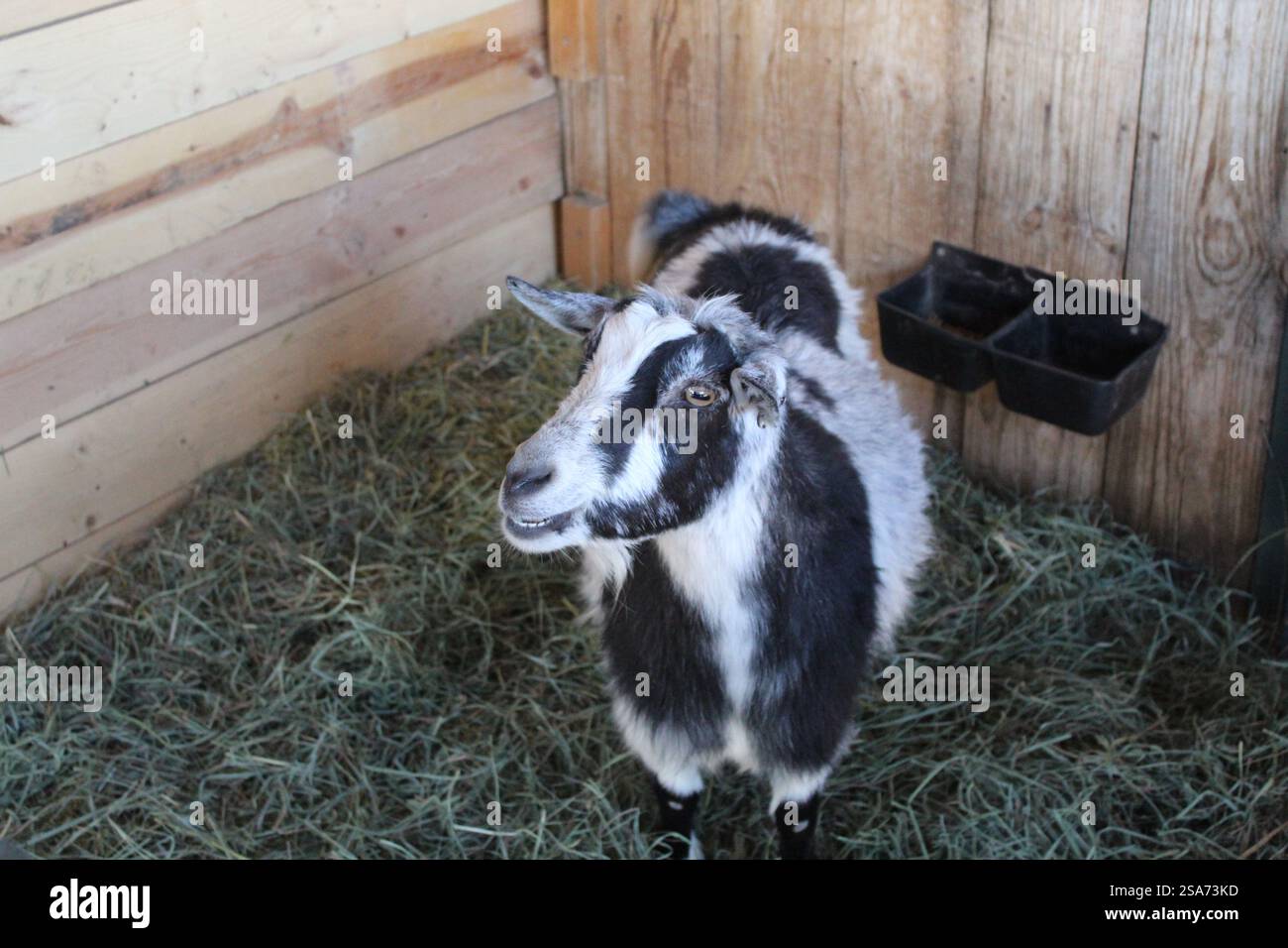Smiling Black and White Goat at the Petting Zoo in the Arizona ...