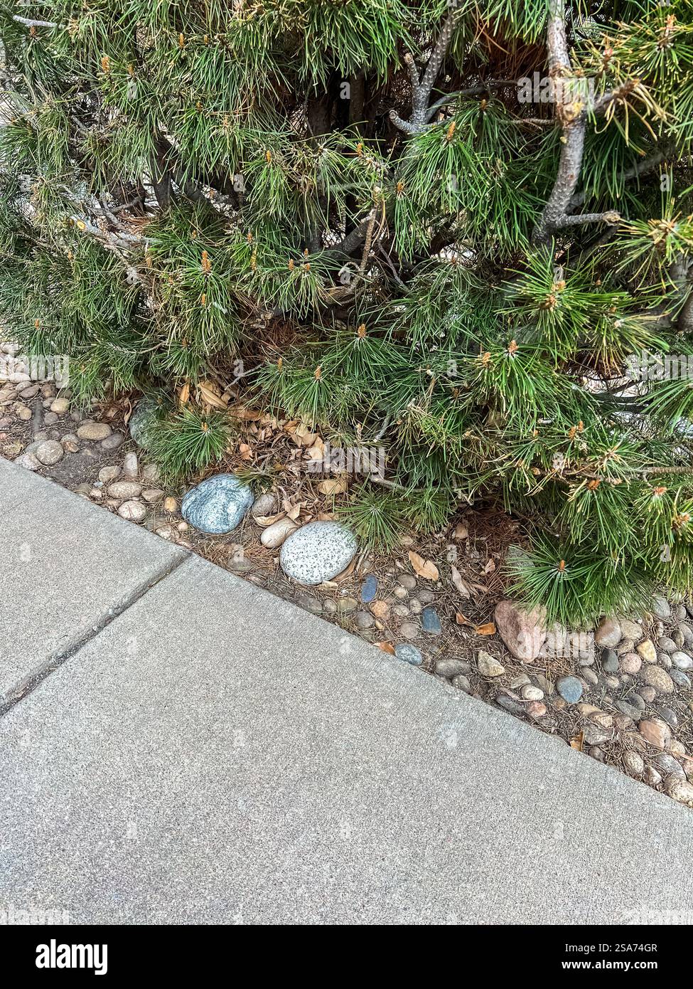 Overgrown Landscaping with Pine Bush and Sidewalk Stock Photo - Alamy
