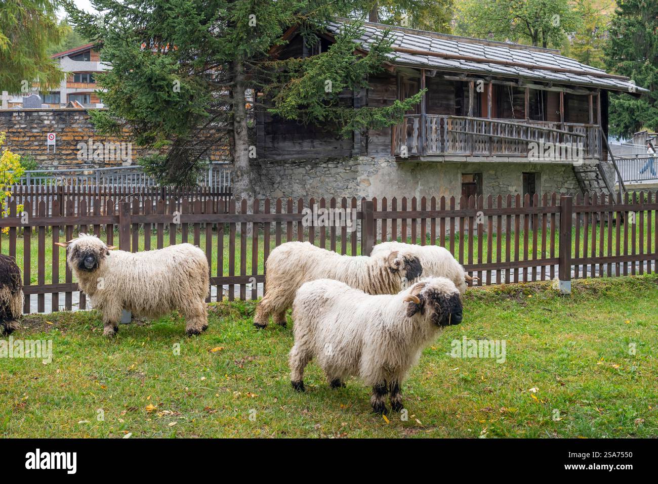 Black faced sheep in Zermatt, Switzerland, Europe Stock Photo - Alamy