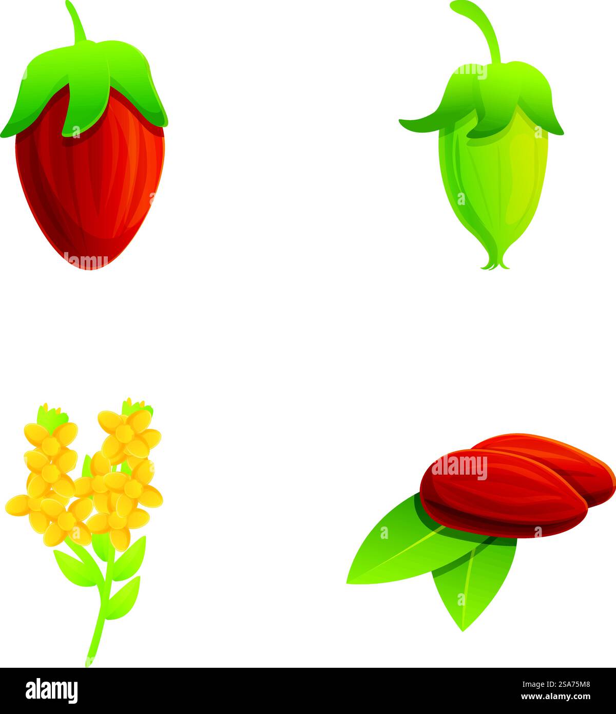 Jojoba plant icons set cartoon vector. Jojoba nut and blossom branch ...