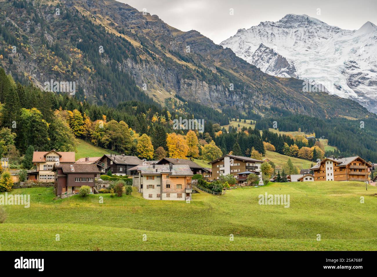Fall foliage color in the trees of Wengen, Switzerland, Europe Stock ...