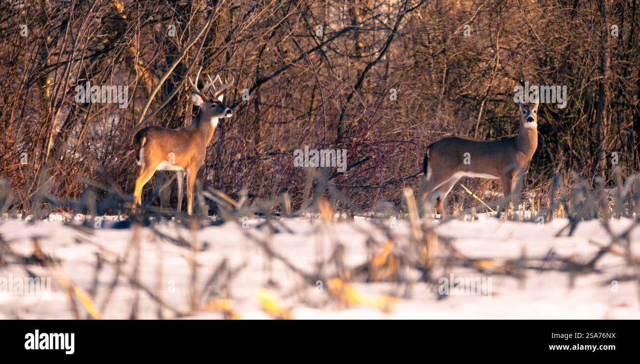 A buck and a doe whitetail deer stand in a cornfield covered in snow ...
