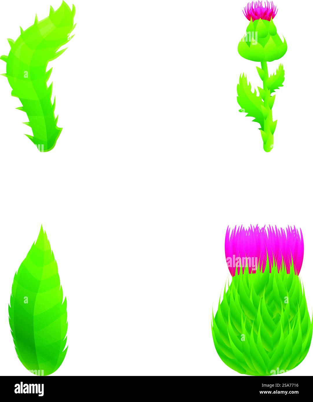 Wild thistle icons set cartoon vector. Purple flowering thistle with ...