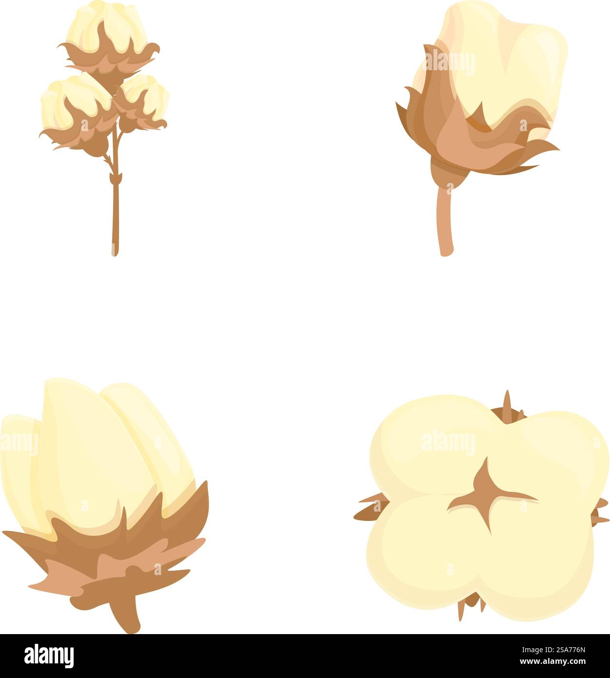 Collection of four cotton bolls in different stages, illustrated in a soft, pastel palette ...