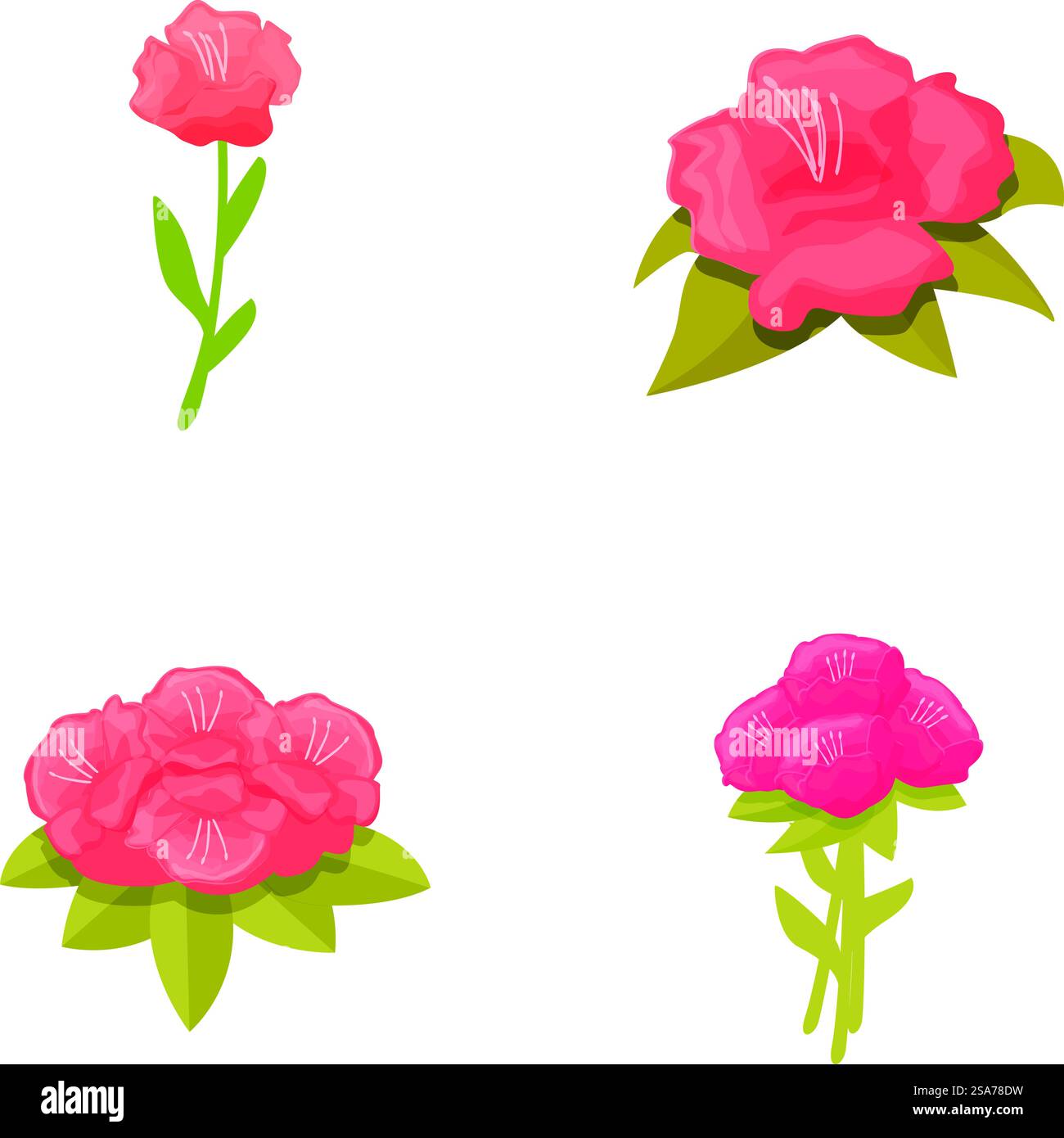 Collection of four illustrated pink roses with different blooms and ...