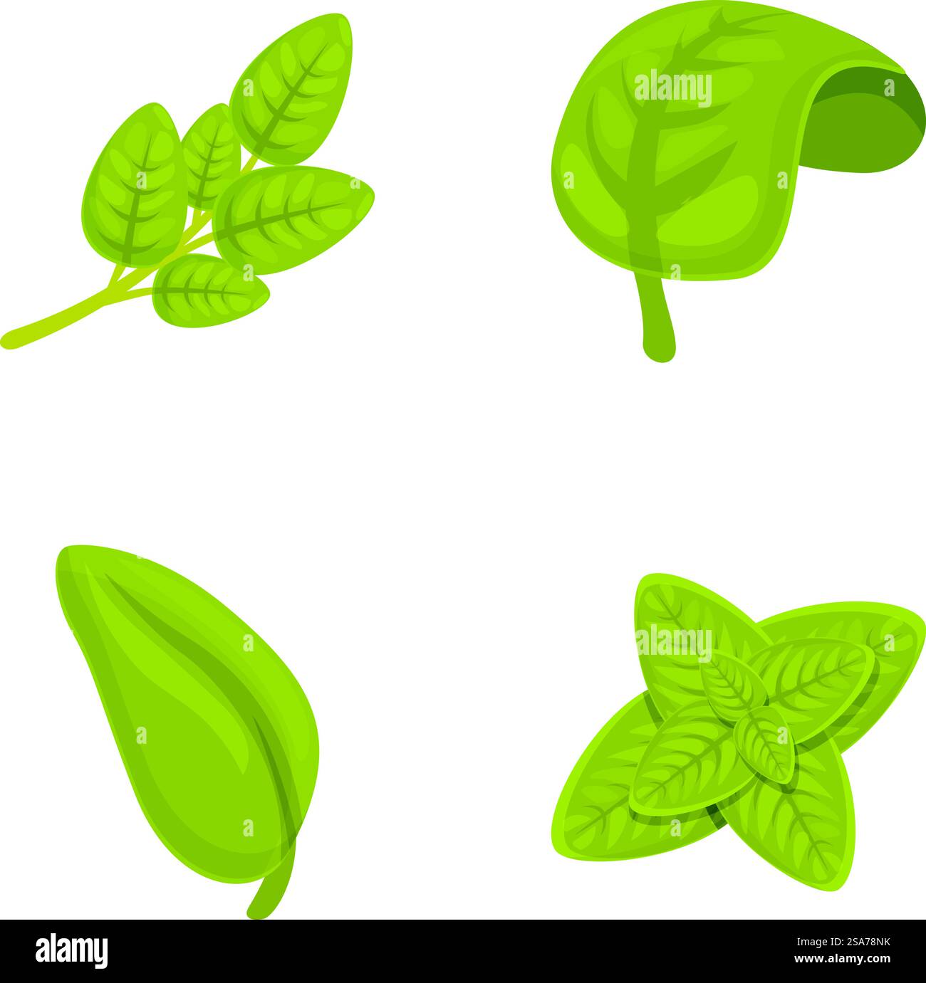 Basil plant icons set cartoon vector. Basil stem with green leaf ...