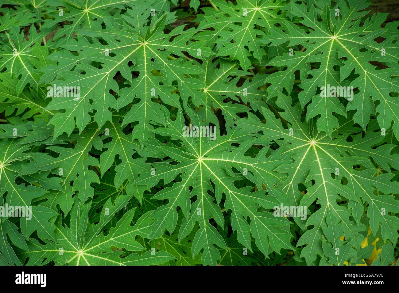 This photo shows a collection of papaya leaves with a unique texture ...