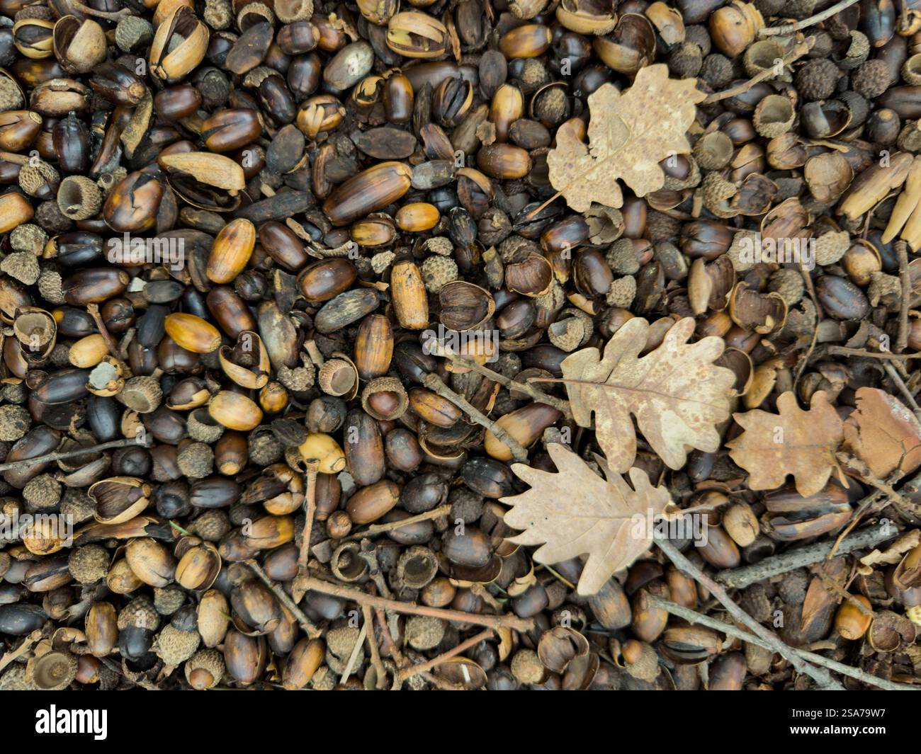 Pile of fallen acorns, caps, and dry oak leaves background, wallpaper ...